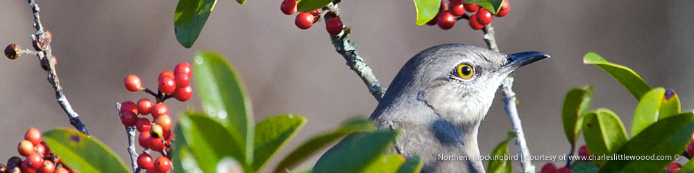 Alachua Audubon Society – A chapter of the National Audubon Society